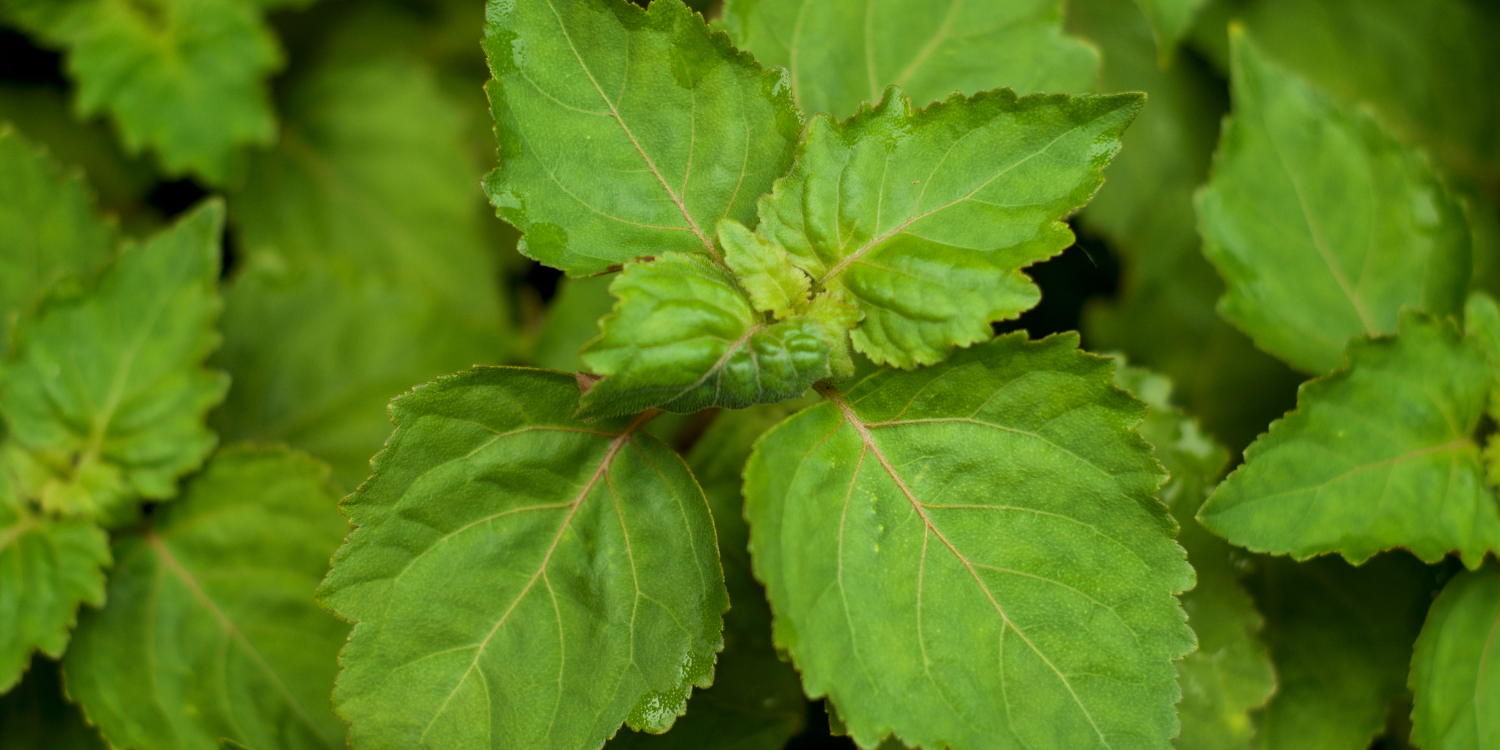 Patchouli Essential Oil – Mystic Moments UK